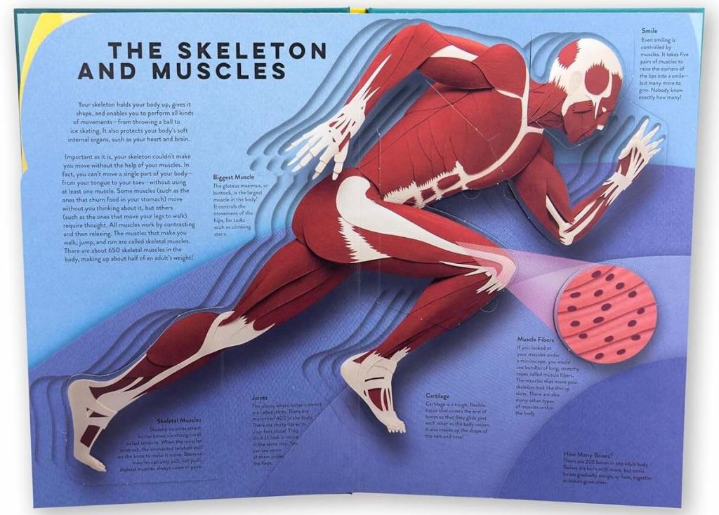 Paper World: Human Body features fantastic cut-paper illustrations ...